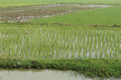 Field Rice Farming