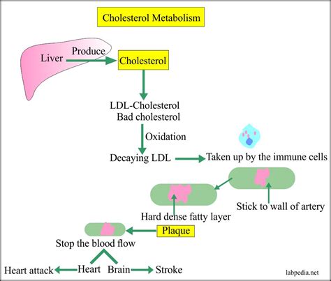 How To Control Cholesterol