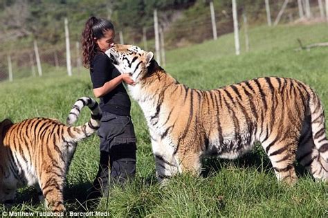 10 Siberian Tiger Facts That Would Show They Are Soon To Be Extinct