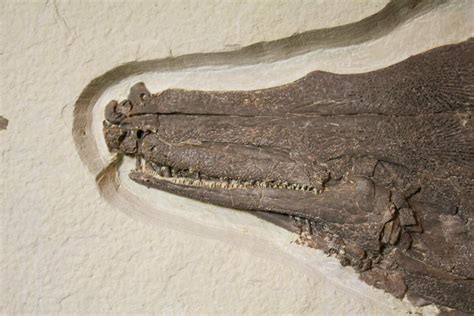Museum Quality 27 Gar Lepisosteus Green River Formation 31423 For Sale