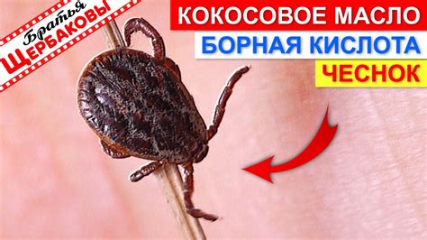 ЧЕСНОК, КОКОСОВОЕ МАСЛО и БОРНАЯ КИСЛОТА против КЛЕЩЕЙ! - YouTube