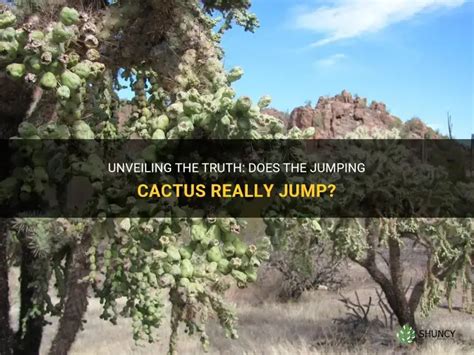 Unveiling The Truth Does The Jumping Cactus Really Jump Shuncy