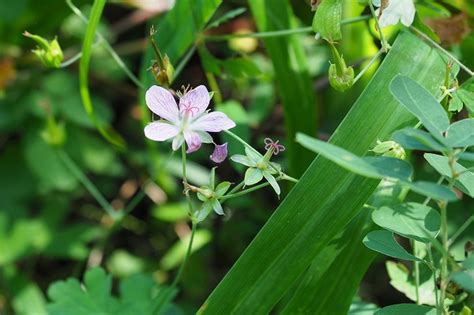 花と日の出と四万十川の写真blog