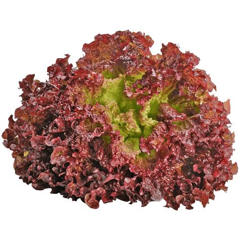 Ruby Sky Lettuce Seedling The Terrace Foundation