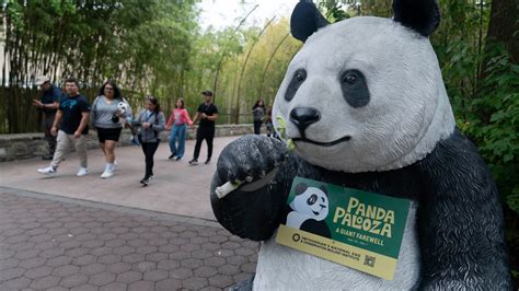 Pandas At Smithsonian National Zoo Leaving Sooner Than Expected Mid