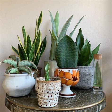 Plant Decor Indoor Indoor Garden Indoor Plants Cacti And Succulents