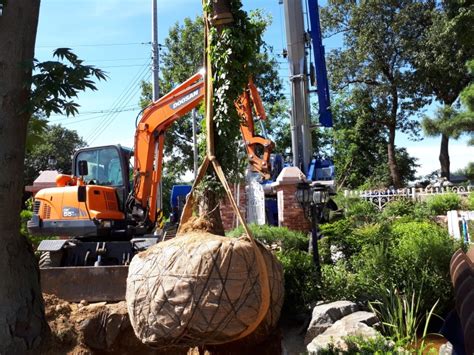나무 이동 작업 수목 이식 굴취 조경 공사 과정 네이버 블로그