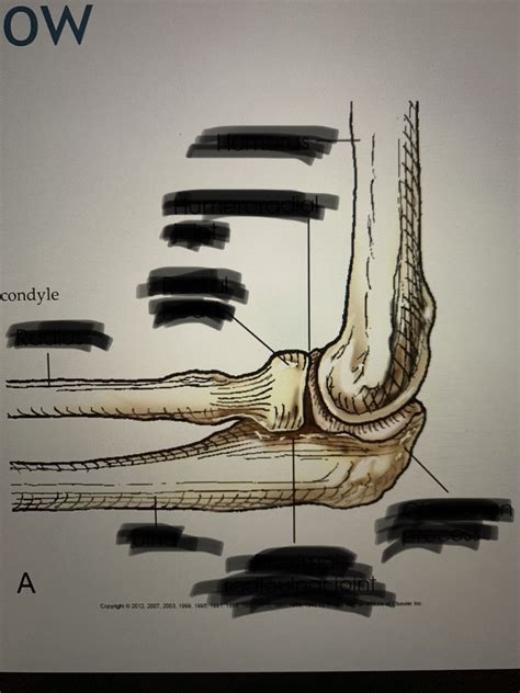 Bones Diagram Quizlet