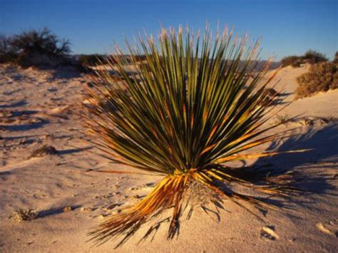 Arid Desert Plants
