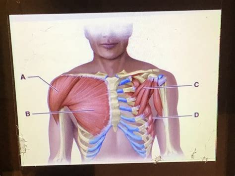 Lab Muscle Superior Anterior Diagram Quizlet