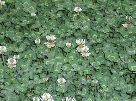 9 Common Lawn Weeds In Northern Virginia Identification Tips And How
