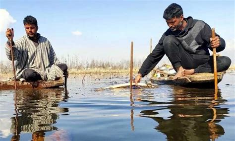 कश्‍मीर में जल प्रदूषण वाट लगा रहा प्रसिद्ध नदरू की पैदावार को Nadru
