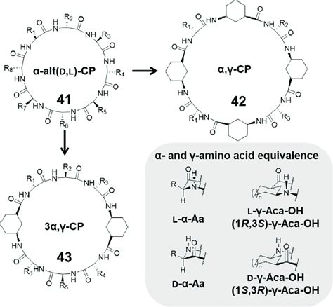 Schematic Representation Showing The Design Of Cyclic α γ Peptide 42 Download Scientific
