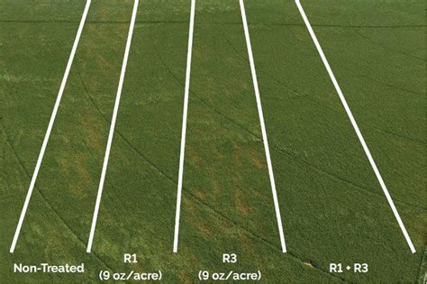 White Mold Management In Soybeans Pioneer® Seeds