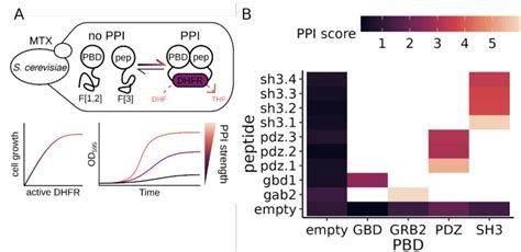 A Protein Fragment Complementation Assay To Qua