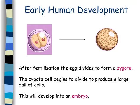 6 Sex Cells And Fertilisation Ppt