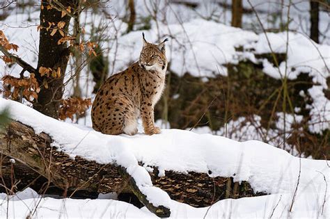 Linx Art - Pixels