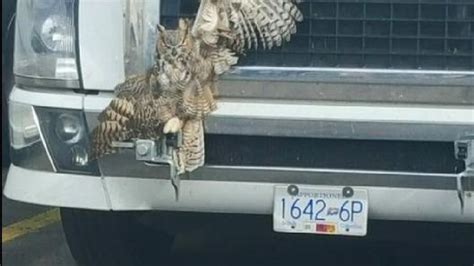Owl Hit By Truck Treated With Care In Northern Utah