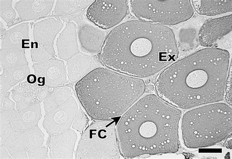 Ovarian Development And Hemolymph Vitellogenin Levels In Laboratory