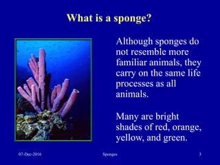 Sponges PPTX