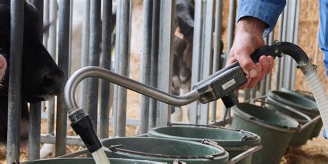 Lalimentation Des Veaux Sante Troupeau