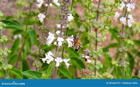 Beautiful Bee Doing Its Pollination Work On Basil Flower Stock Image