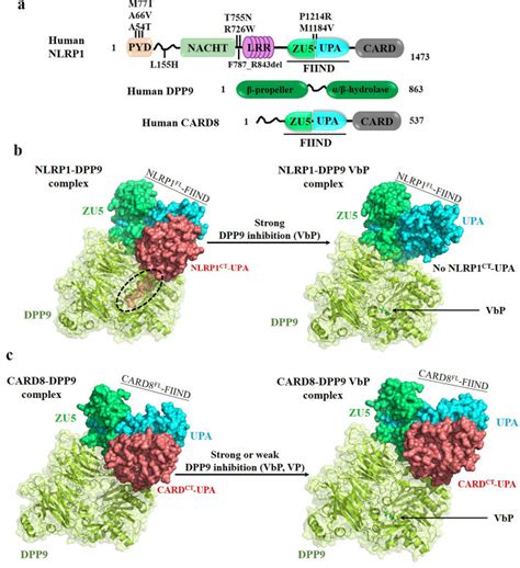 Nlrp Inflammasomes In Health And Disease Pubmed