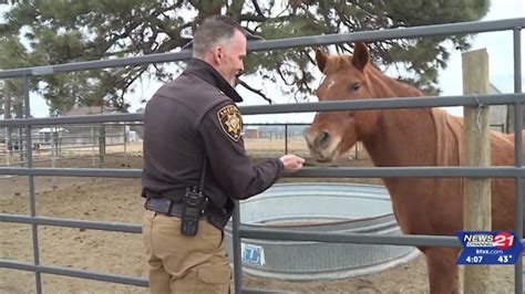 Adoptable Animals Abound At Deschutes County Sheriffs Office Rescue