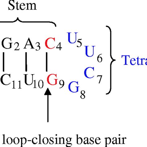 Secondary Structure And Base Sequence Of The Hairpin Constituting The