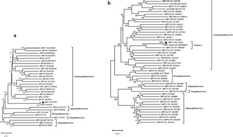 Phylogenetic Trees Constructed Based On The Complete Genome A And L1