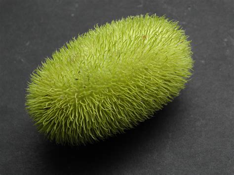 Wild Cucurbitacea Cucurbitacea Silvestre Esta Bella Frut… Flickr