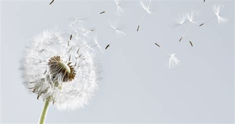 Perinatal Loss The Silent Grief