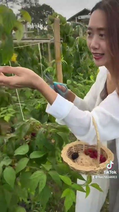 เที่ยวสวนดอกเก็กฮวยเก็บลูกราสเบอร์รี่ แม่ริม เชียงใหม่ ความสุขอยู่รอบตัวเรา Youtube