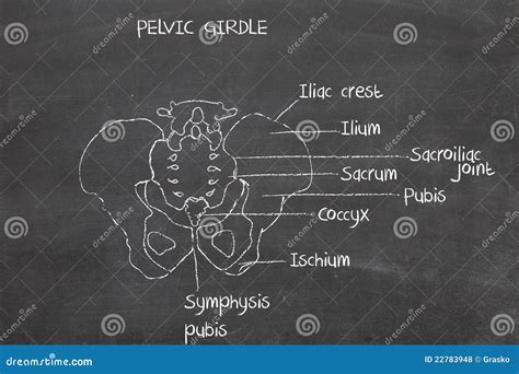 Pelvic Bone Hip Joint Medical Xray Royalty Free Stock Image