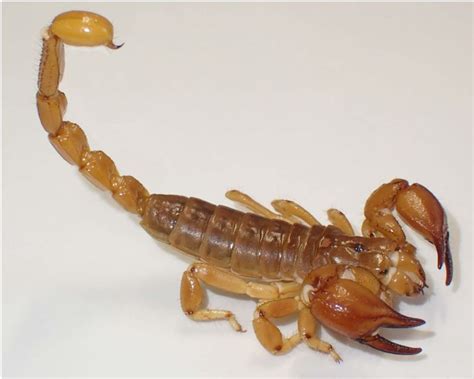 Researchers Discover Two New Venomous Scorpion Species Odd News Show