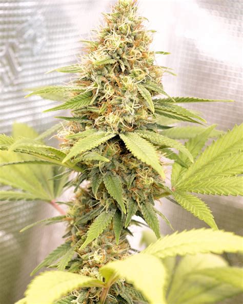 A Twist Drying Cannabis Skunk Global