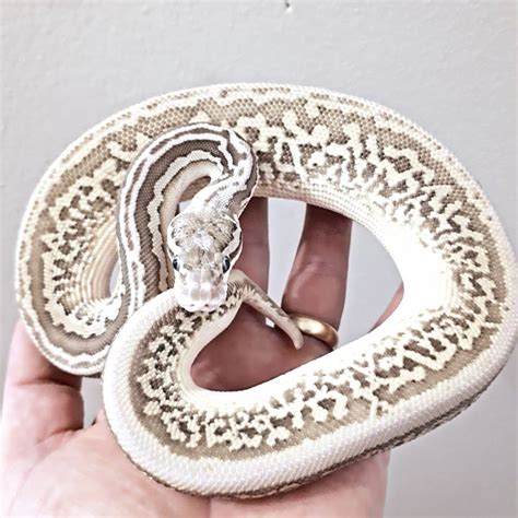 Some Holdbacks From 2018 Growing Fast Python Evolution