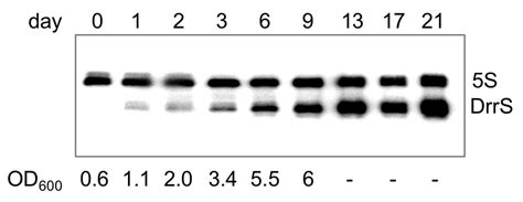 Section 9 2 Review Genetic Crosses Worksheet Answers — Db