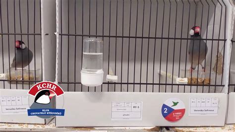 Mistrovství Kpep Youtube