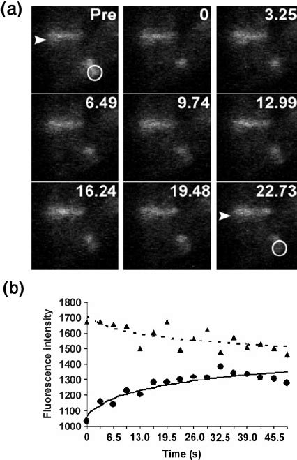 Frap Analysis A Micrographs From One Frap Experiment With Ftszgfp Download Scientific