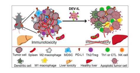 Multifaceted Nano Dev Il For Sustained Release Of Il 12 To Avert The