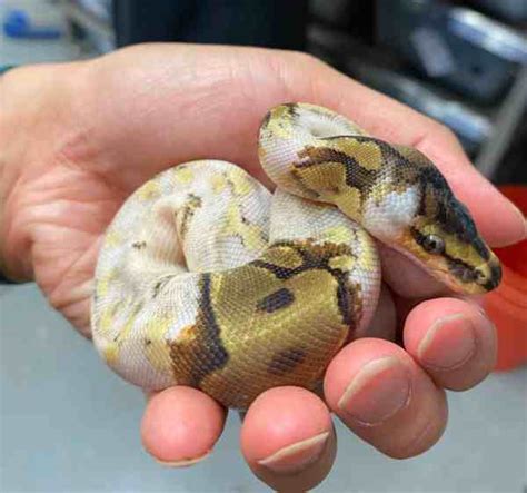 What Is A Paradox Ball Python Infinite Scales