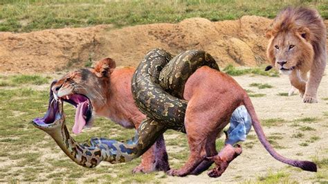 Deadly Encounter Massive Python Attacks Lioness In Labor Brutal Male