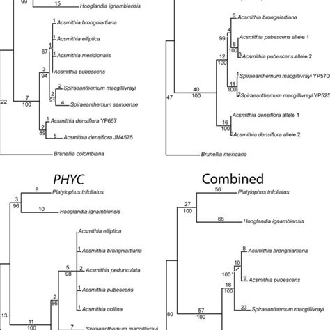 Strict Consensus Of Most Parsimonious Trees Resulting From Phylogenetic