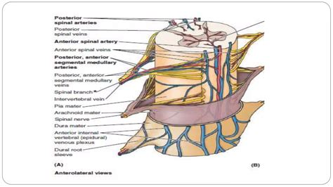 Vascular Supply Of Spinal Cord Dr Bikal Pptx