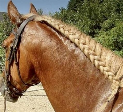 Horse Mane Braids Paint Horse Horse Hair Braiding Horse Hairstyles