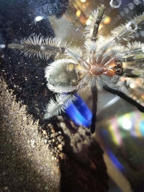Need Help Sexing Tlitocatl Albopilosus Rtarantulas