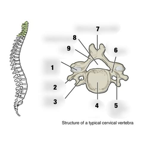 Typical Cervical Vertebra Flashcards Quizlet