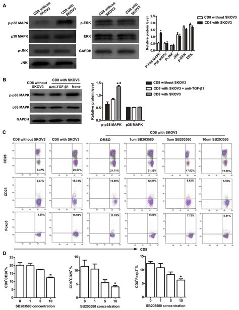 P38 Mapk Signaling Is Required For Conversion Of Cd8 T Cells To Cd8 Download Scientific