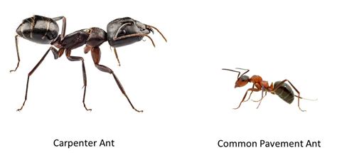 Not All Ants Are Equal Pests Carpenter Ants Vs Pavement Ants Know The